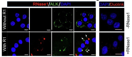 细胞内蛋白相互作用研究工具：PLA 邻位连接技术