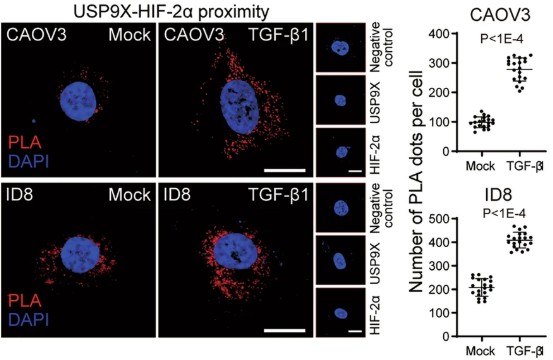 细胞内蛋白相互作用研究工具：PLA 邻位连接技术