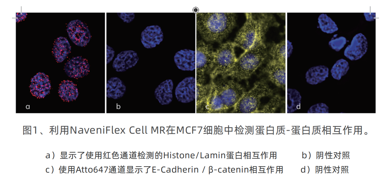 PLA可视化蛋白互作试剂盒-乐备实(LabEx)官网