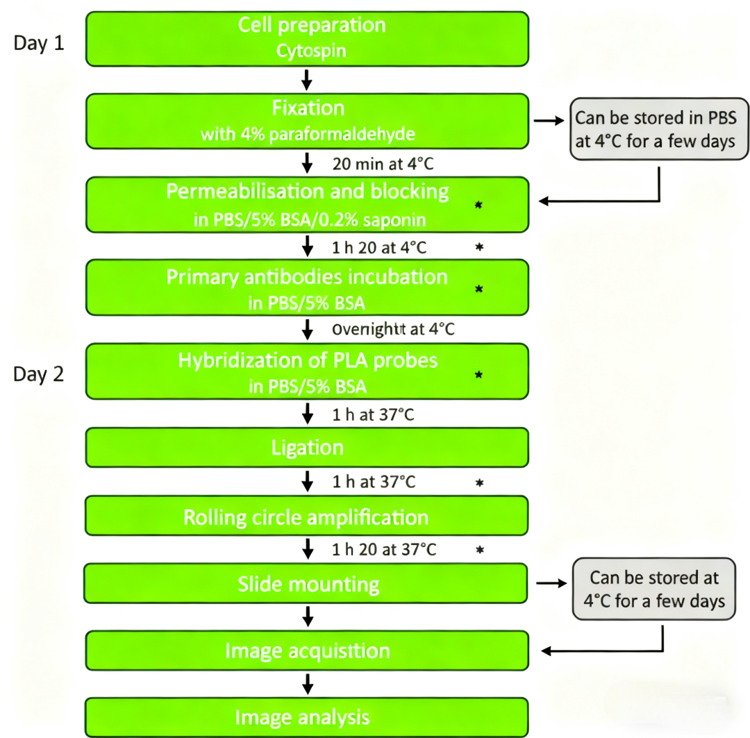邻位连接技术（PLA）：原理、流程与在细胞内蛋白相互作用研究中的应用